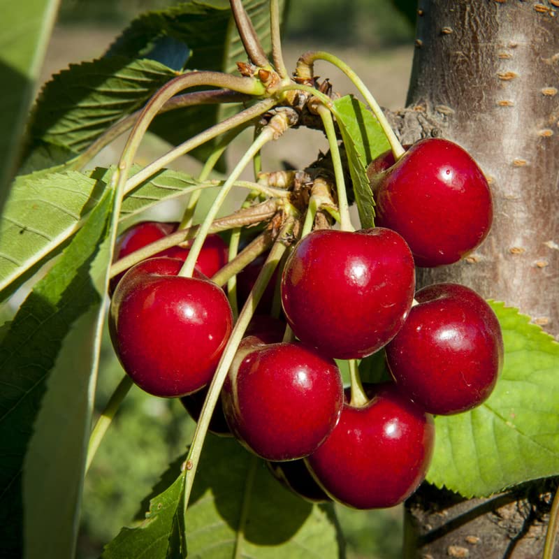 Sweetheart Cherry Tree