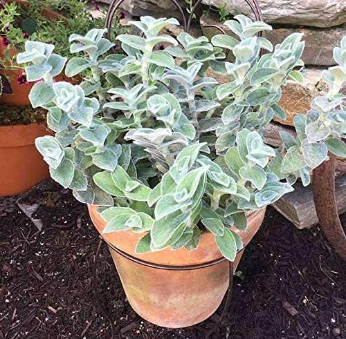 Mphmi Plant Tradescantia plant sillamontana - Succulent Plant White ...