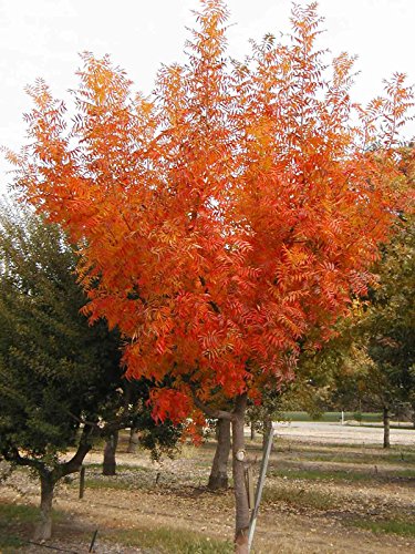 Pistachio tree - How to grow & care