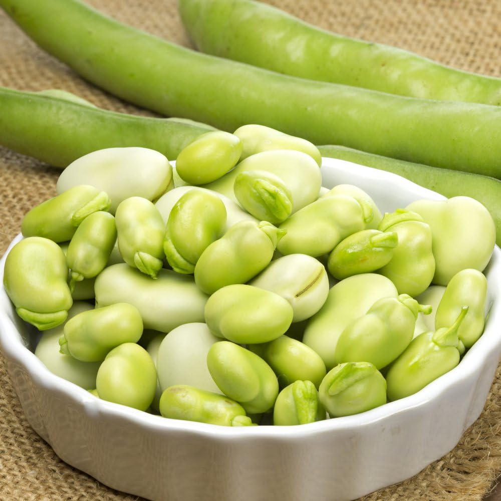 Bean (Broad) Dreadnought Seeds - Quick-Growing Variety - White-Seeded ...