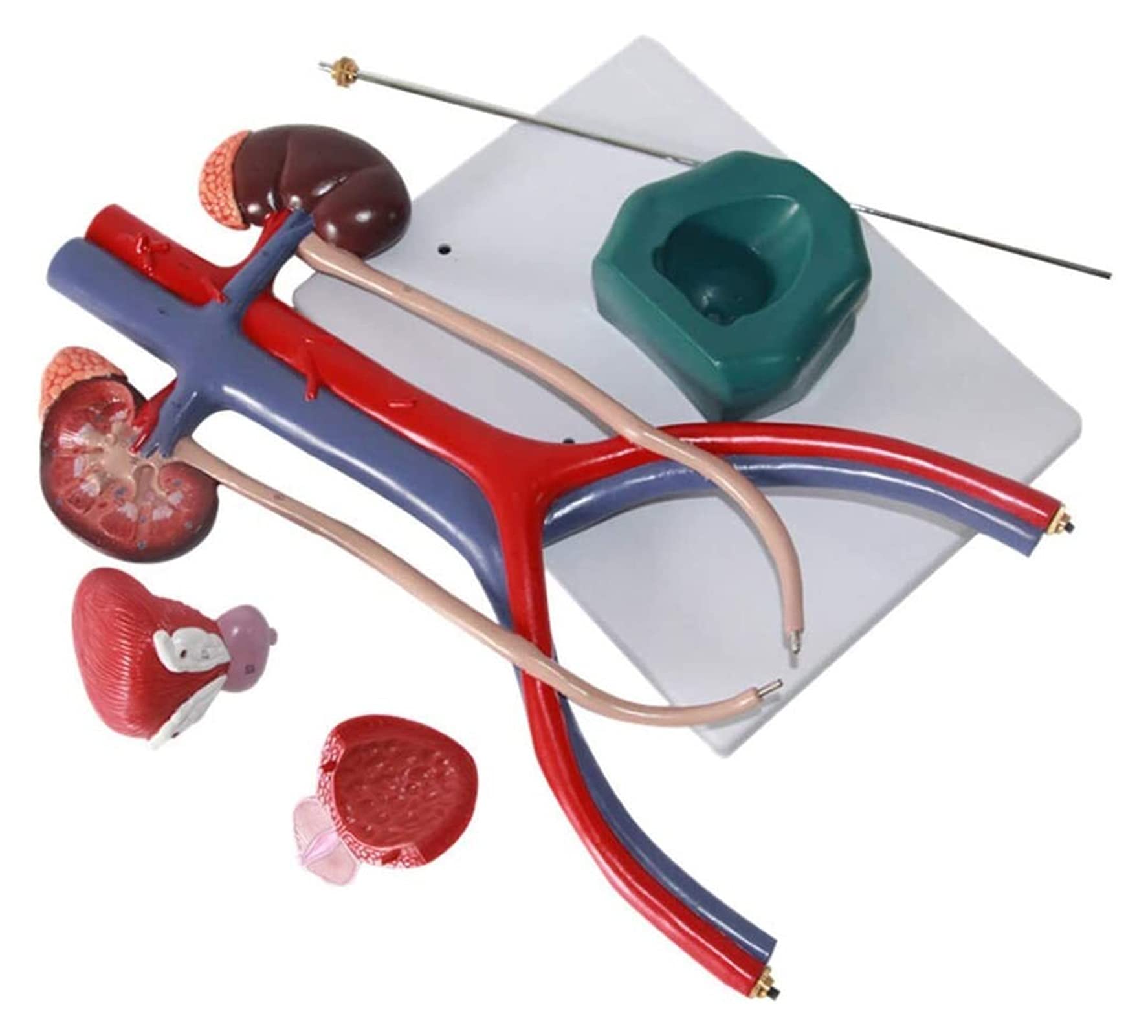 Buy Study Model System Model Human System Model Kidney Bladder Ureter ...