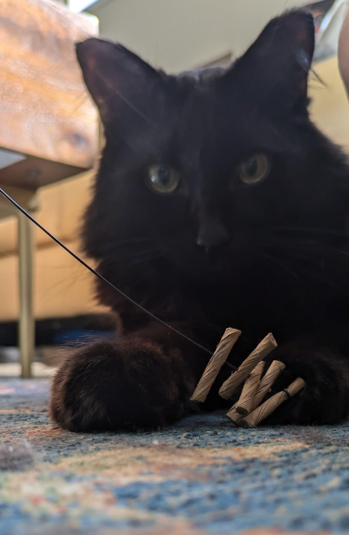 Cat Dancer 101 Cat Dancer Interactive Cat Toy : Amazon.ca: Pet Supplies