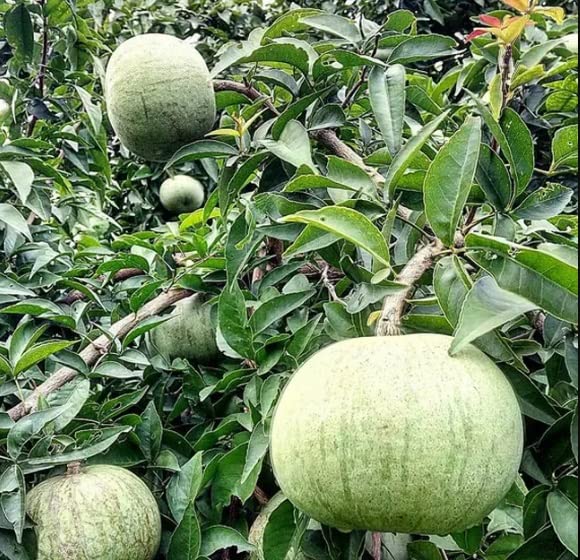 Green view"Indian Quince bael Plant"Grafted hybrid - 1 Healthy Live ...