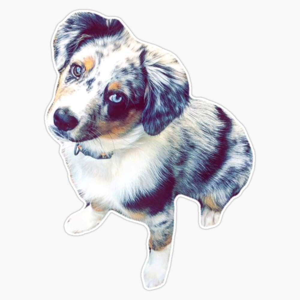 Amazon.com - Blue Merle Aussie Pup Vinyl Waterproof Sticker Decal Car ...