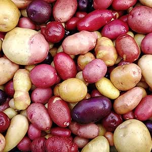 Amazon.com : Seed Potatoes for Planting Outdoors, Heirloom Mix Potato ...