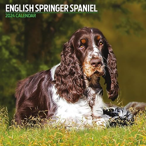 English Springer Spaniel Traditional 2024 Calendar : Amazon.co.uk ...
