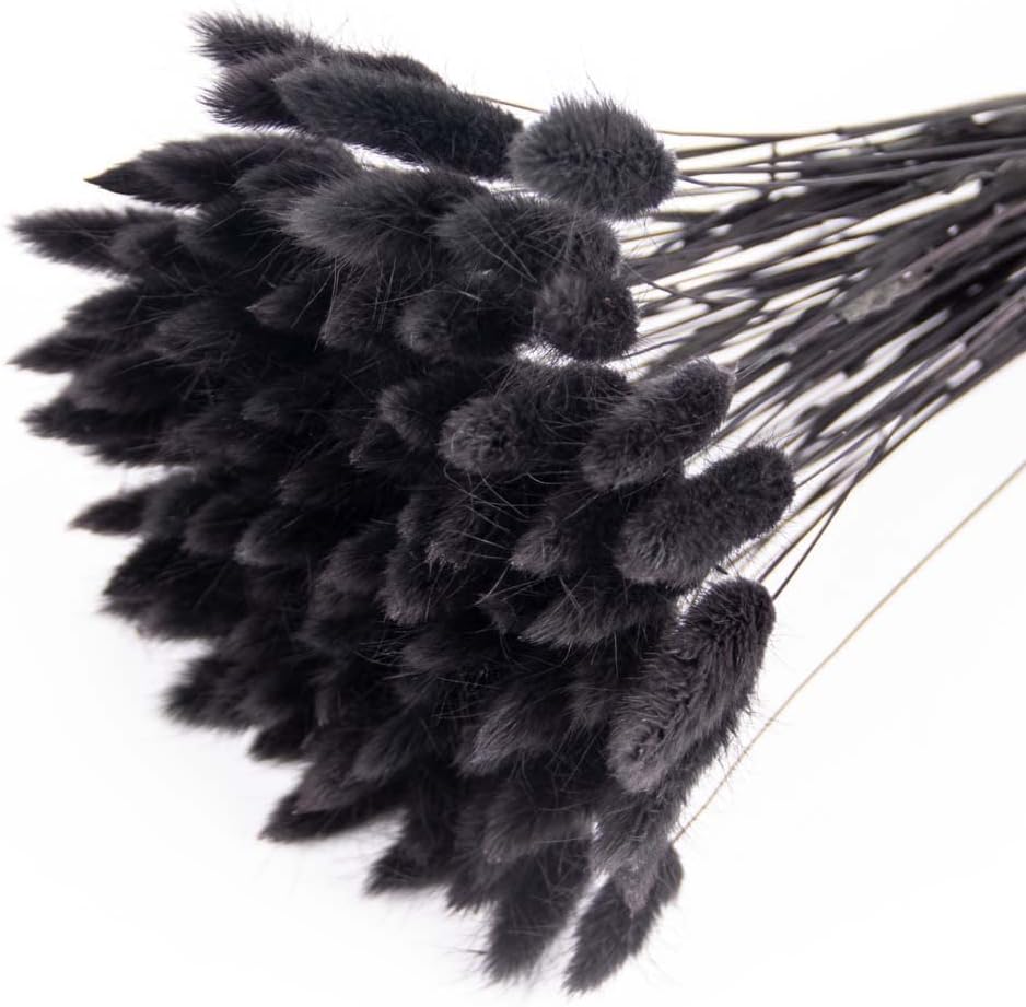 Amazon.com: Natural Dried Bunny Tail Grass, 120pcs Black Lagurus Ovatus ...