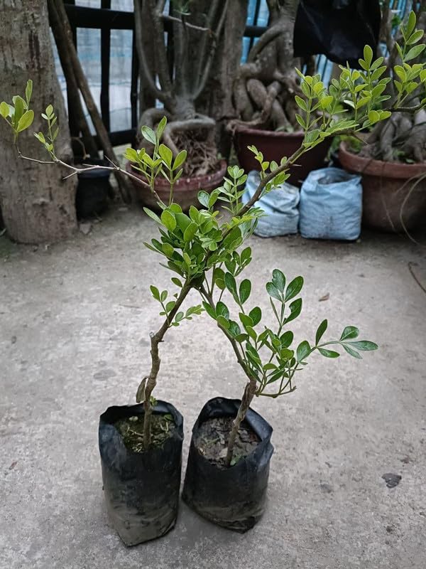 Live Rare Dwarf Wood Apple Indian bael Aegle Marmelos Fruit kotbel Live ...