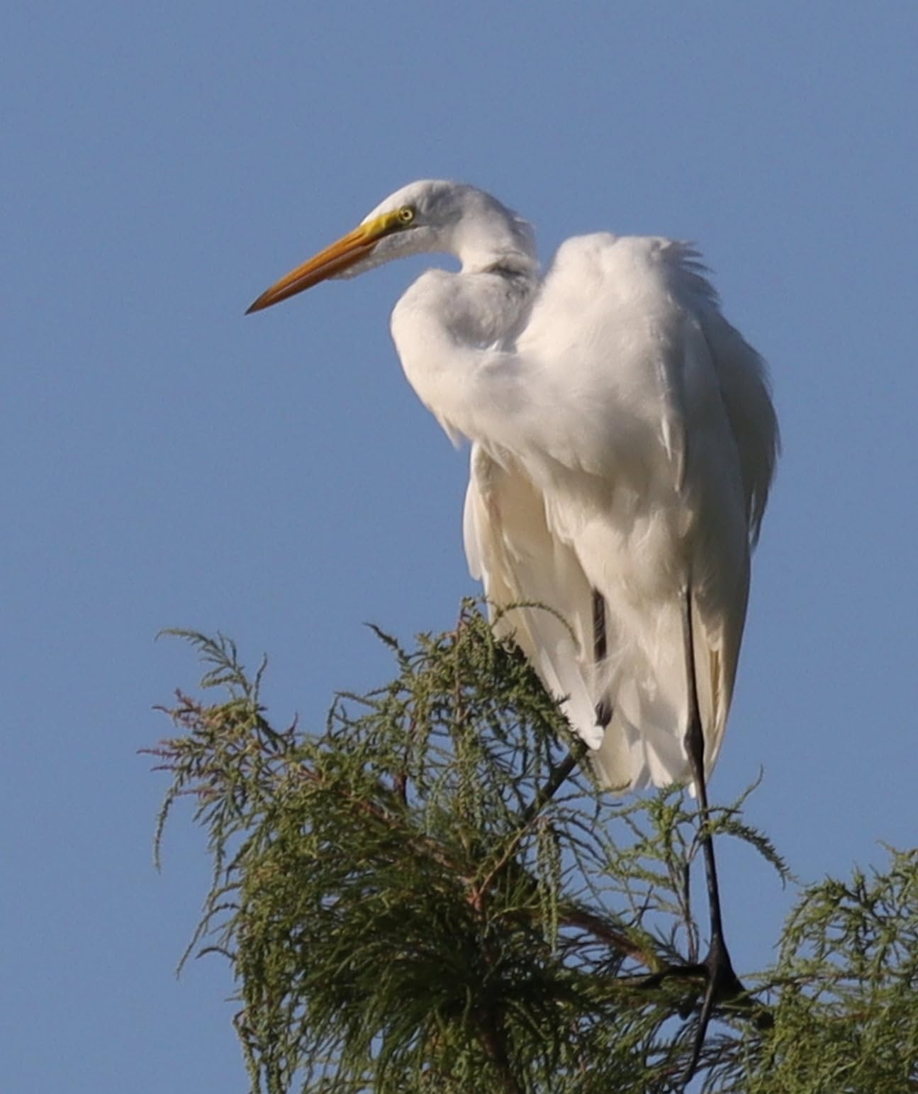$12/mo - Finance TIDEWE Hunting Rangefinder with Rechargeable Battery ...