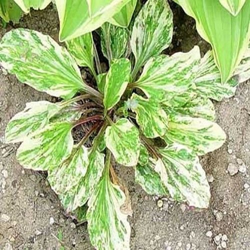 Buy Variegated ain (ago Major Variegata) 30+ Online at desertcartINDIA
