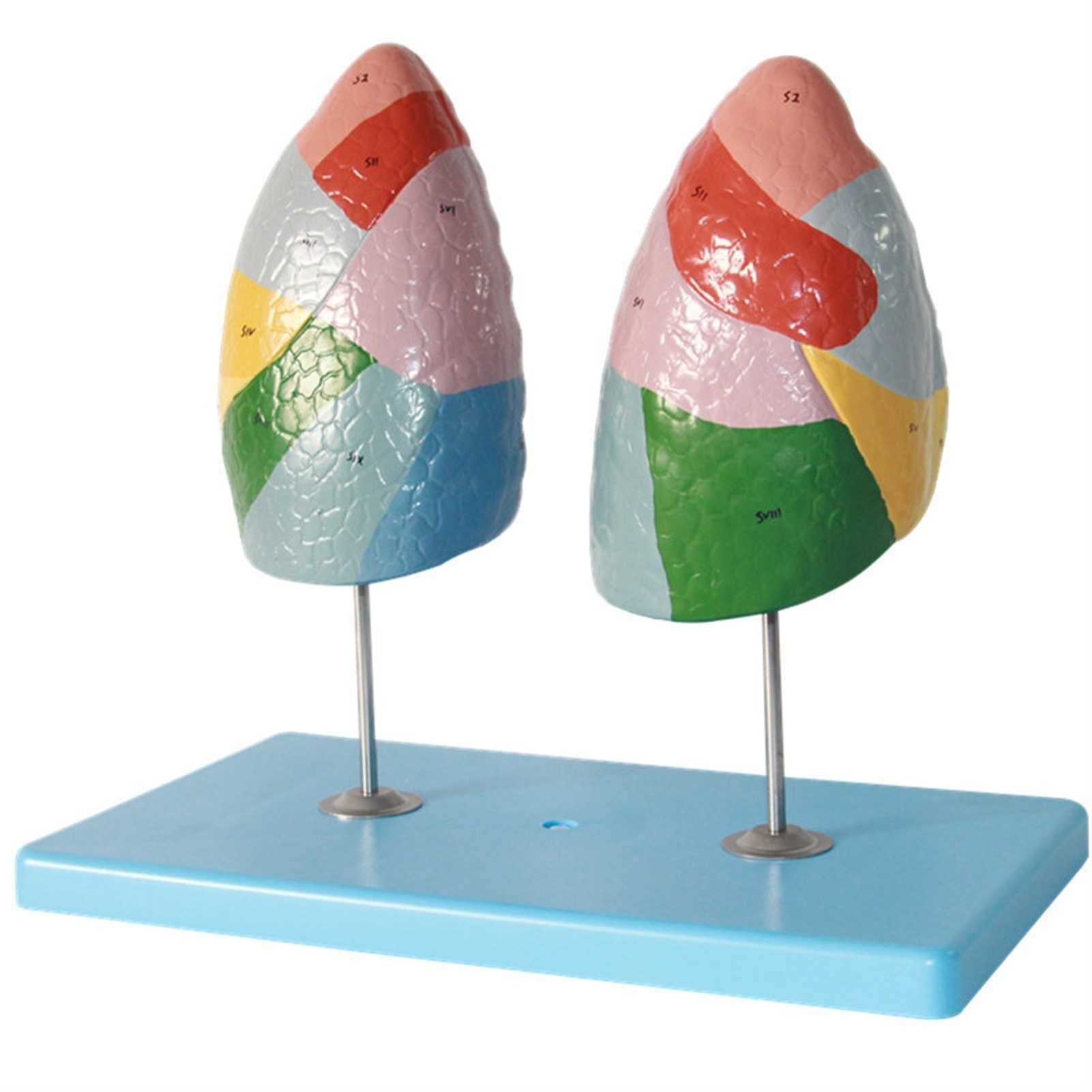 Buy Lung Model Human Anatomy Lung Model Respiratory System Lung Human ...