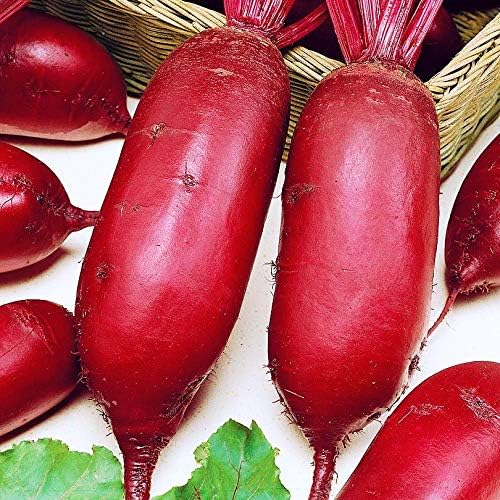 Amazon.com : RAISE ME UP: Seeds Cylindria Beet Long Beetroot Non GMO ...