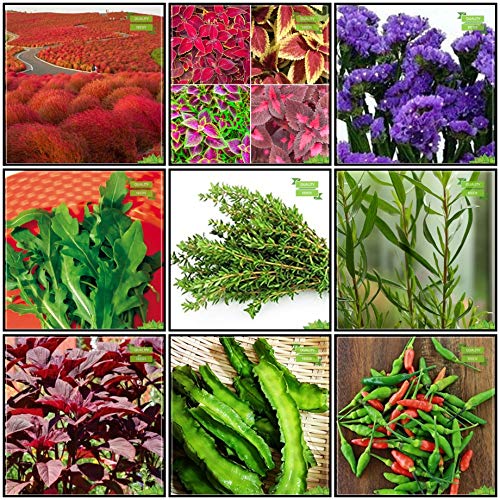 Creative Farmer Plants Seeds Combo Herb Seeds and Flower Seeds : Fire ...