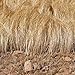 Amazon.com : Outsidepride Annual Teff Grass Seed for Hay, Silage, or ...