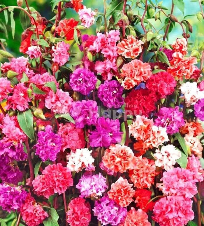 Clarkia Garland Flower Double 3000 Seeds + Freebie + Plant tag : Amazon ...