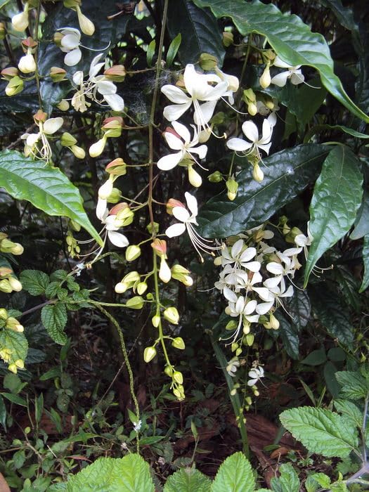 Creative Farmer Chains Of Glory Plant (Clerodendrum Wallichii) Outdoor ...