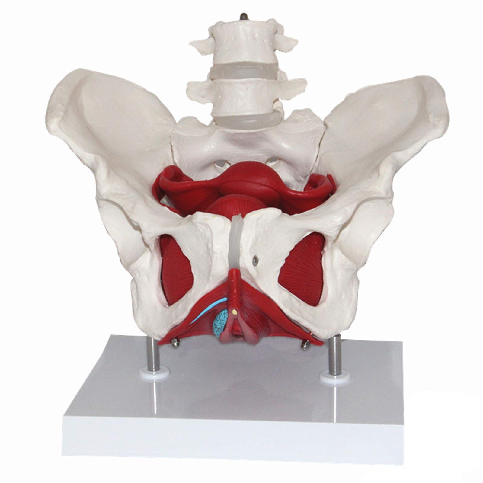 Zczz Anatomy Human Anatomy Model Of Female Pelvis Anatomical Human ...