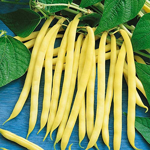 Creative Farmer Vegetable Seeds Lovely Yellow Beans Seeds - Beans ...