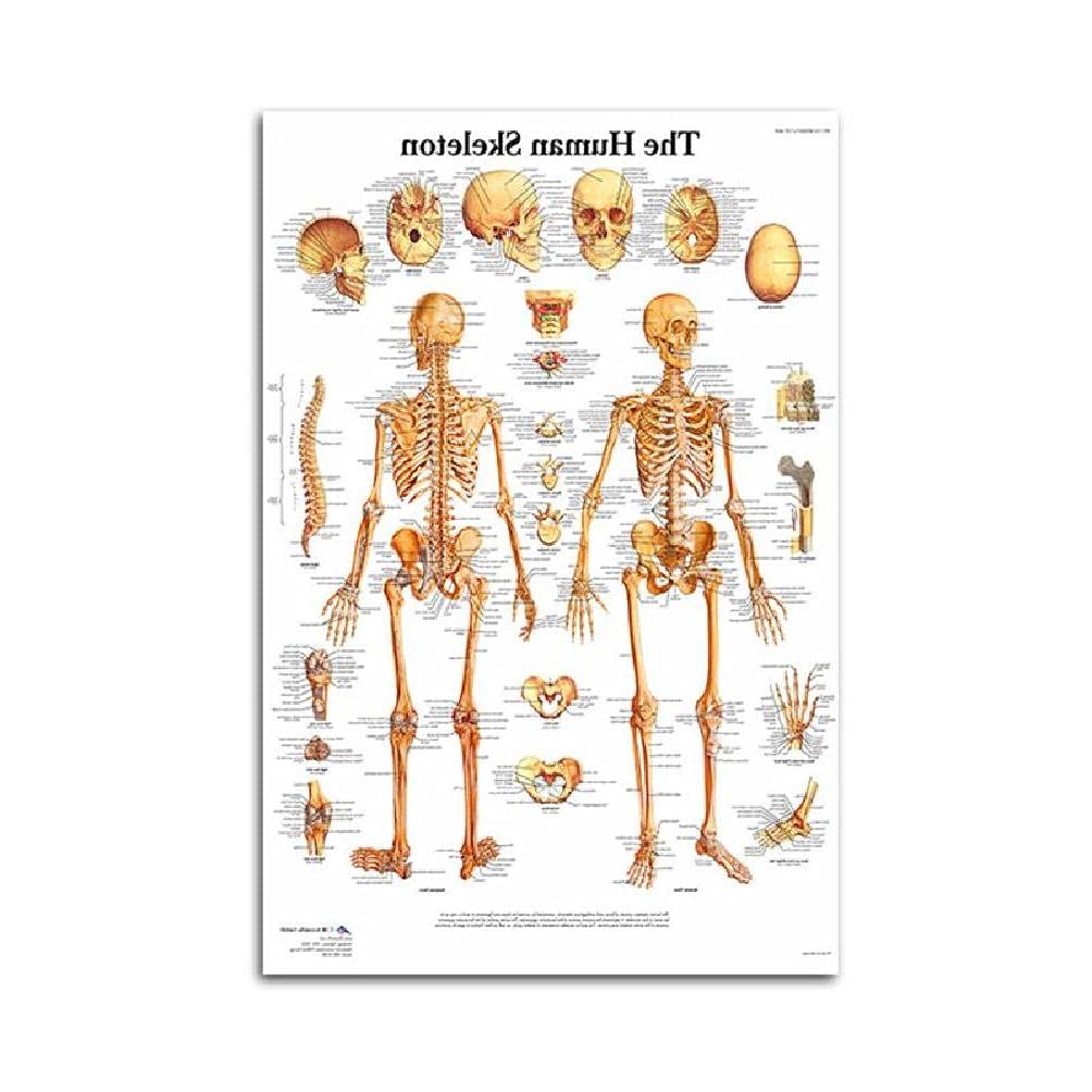 Buy AIYIYOO Anatomical Set - Laminated - Muscular Skeletal Digestive ...