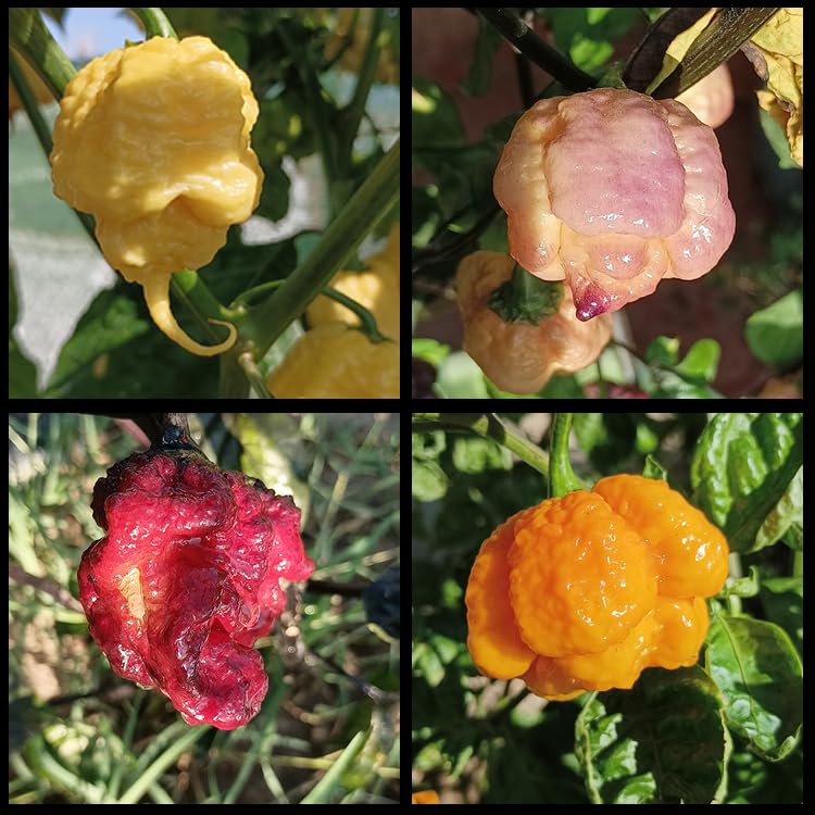 Lot de graines de piment rares, 4 variétés, 40 graines (pack 1 ...