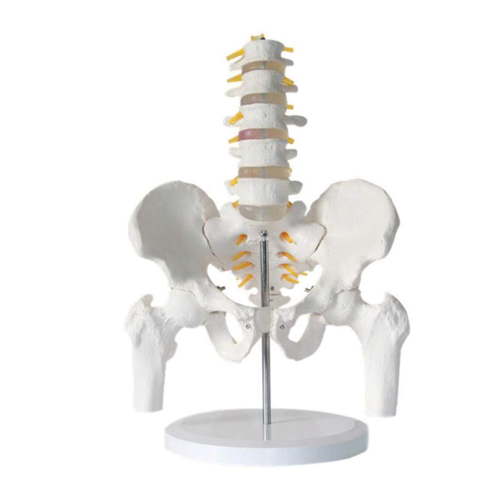 Buy XYXZ Anatomy Model Pelvis Model Anatomy, Medical Anatomical Pelvis ...