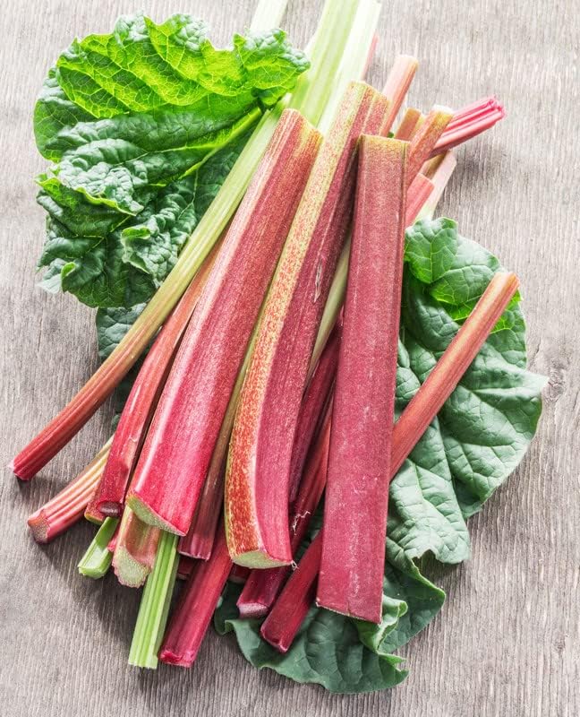 Amazon.com : Rhubarb Plants, 1 Rhubarb Root Live for Planting, Rhubarb ...