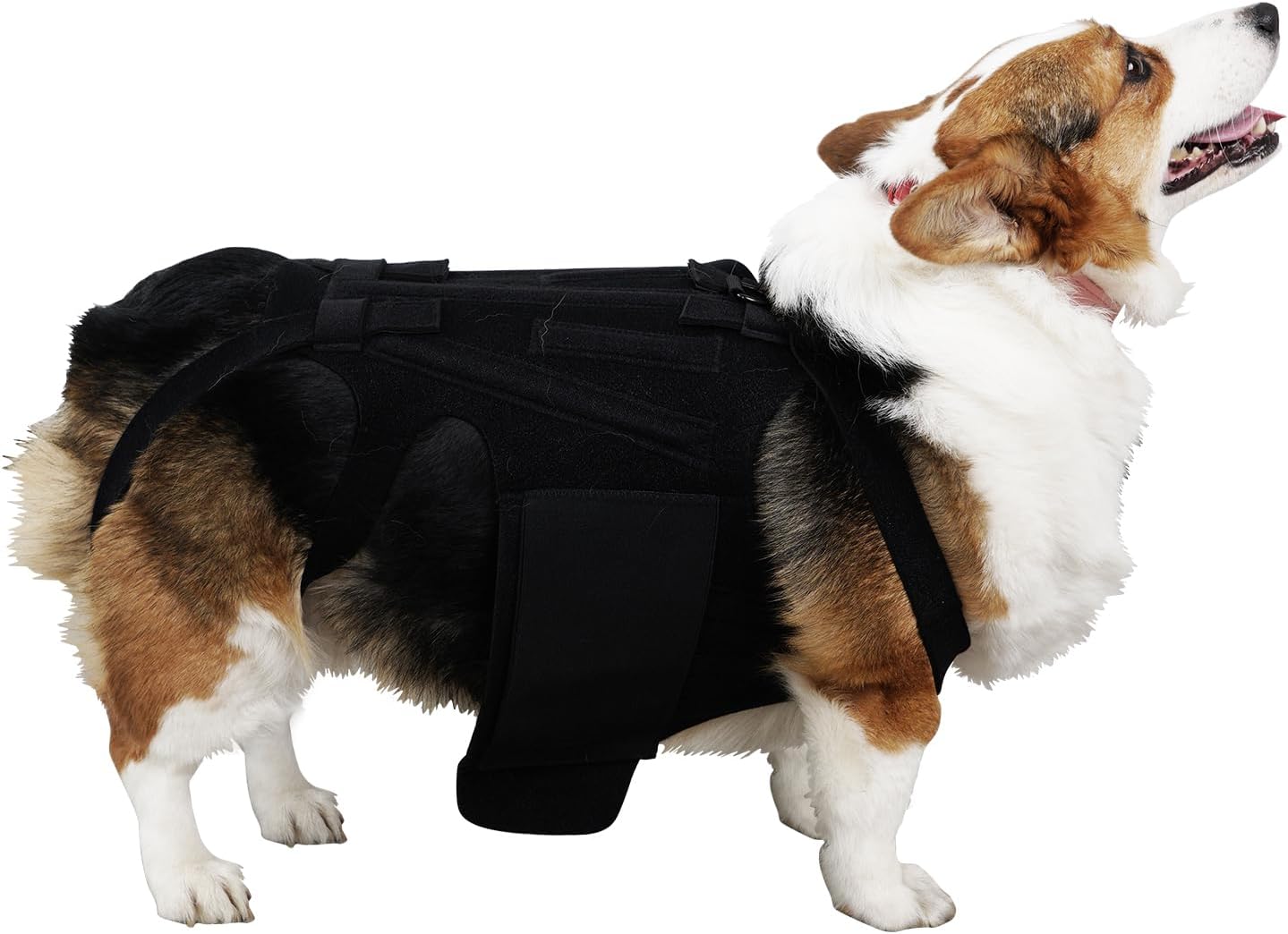 Amazon.com : yuyuesmart Pet Back Support Vest Back Bracer for ...