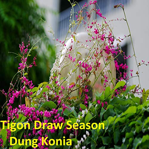 Tigon Draw Season by Dung Konia on Amazon Music - Amazon.com