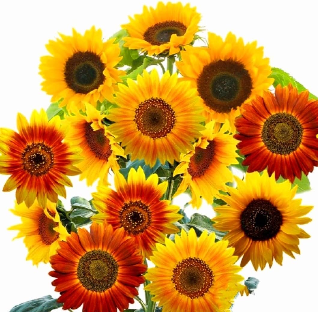 Amazon.com : 40+ Seeds Multi-Head Dense Sunflower and Cut Sunflower ...