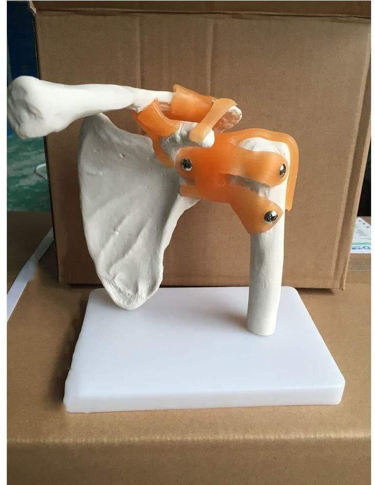 Buy Model of the Human Body/Skeleton Model Model educational Shoulder ...