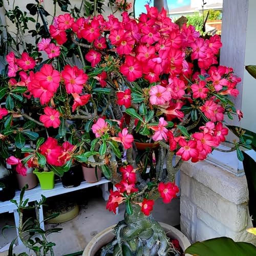 Amazon.com : Desert Rose Plant 4 to 5 Inches Height, Adenium Desert ...