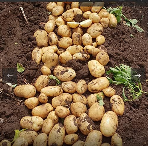Second Early Seeds Potatoes,WILJA Seed Potatoes x20 Tuber for Planting ...