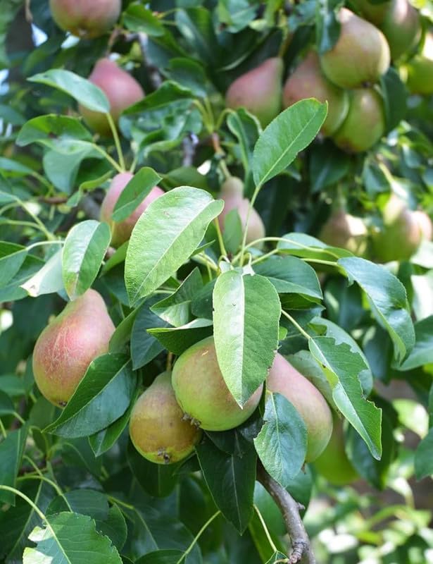 Natural F1 Babugosha pear live fruit plant grafted Pack of 1 : Amazon ...