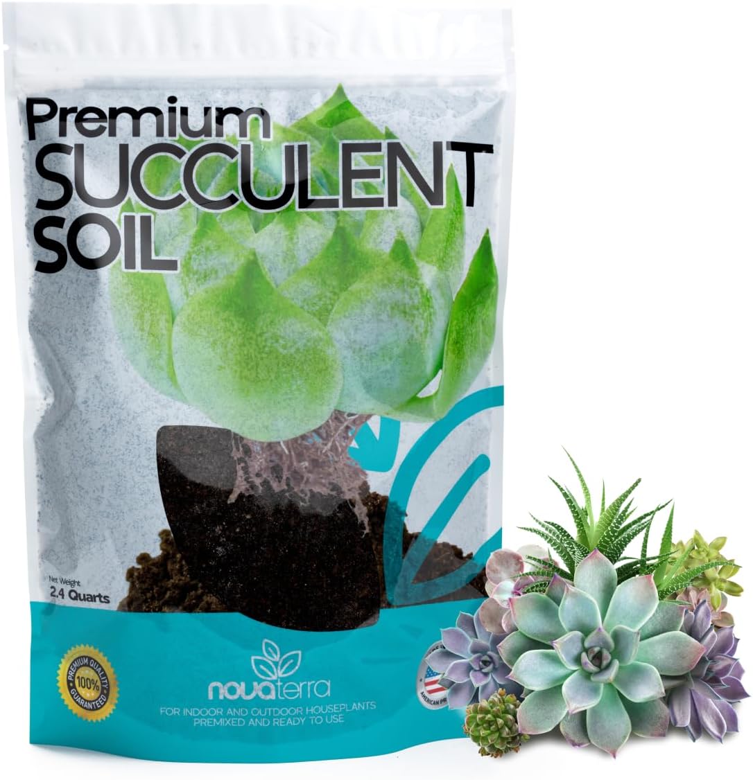 Amazon.com : Succulent Soil Potting Mix Succulents Plants Live ...