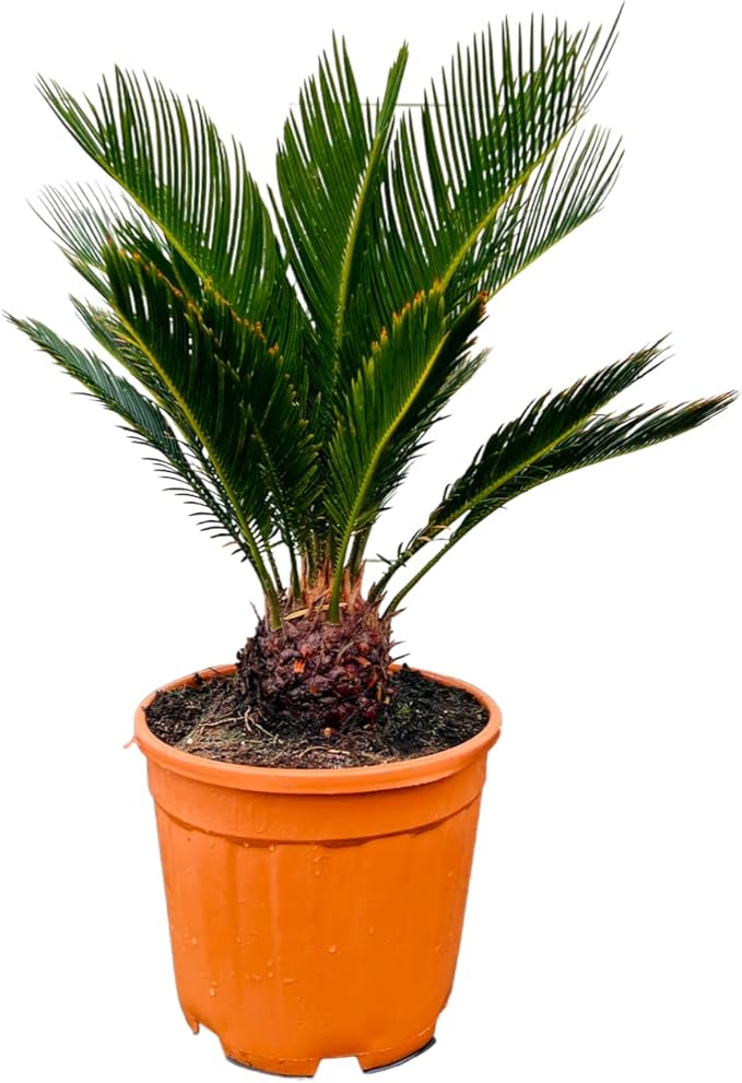 Tropictrees Palmier Cycas Revoluta - Fougère Sagopalmfougère - Hauteur ...