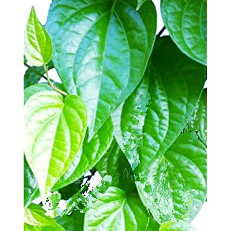 NATURAL WORLD PREMIUM ORGANIC AYURVEDIC DESI BETEL LEAF TAMALAPAKU PAN ...