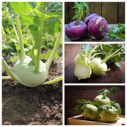 Colinabo Mercadona: Propiedades, Características y Recetas - Mi Hogar