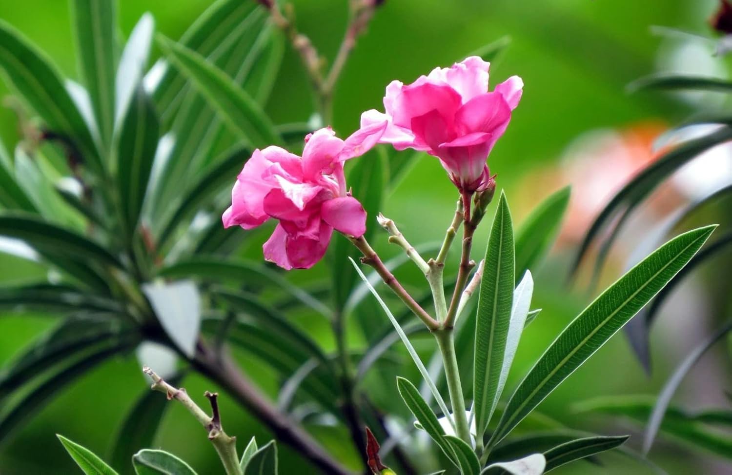 Zomoloco_Oleander Plant-Pink oleander/pink Nerium/ oleander/karabi ...