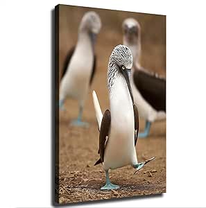 Amazon.com: Animal Blue Footed Booby Poster Picture HD Canvas Print ...