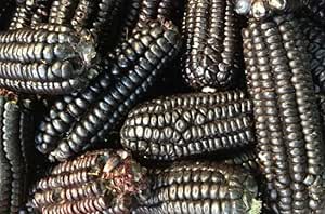 Amazon.com : Maiz Morado Peruvian Purple Corn Seed (ALQ) Heirloom Flint ...