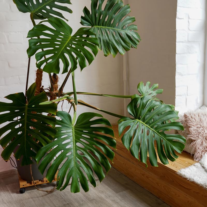 Amazon.com : Monstera Deliciosa Live Plant 5 to 6 Inches Tall Rooted ...