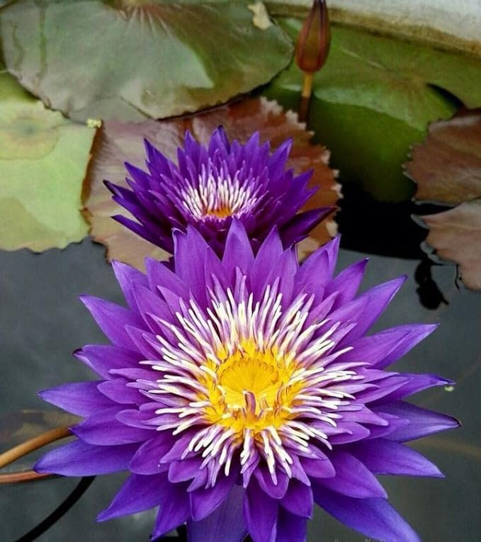 GoGreen Lotus Flower BLUE Live Plant Tuber Bulb Nelumbo nucifera for ...