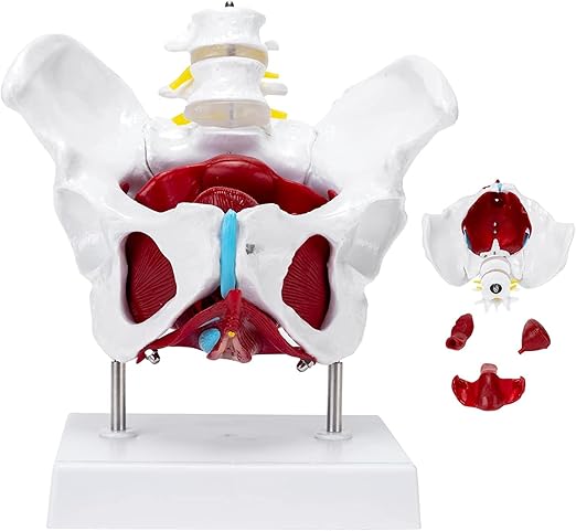 UIGJIOG Anatomisiertes Beckenmodell weibliches Becken mit ...