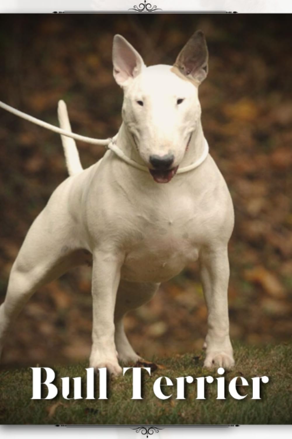Bull Terrier Breeds Bull Terrier | Facts And Information | VioVet