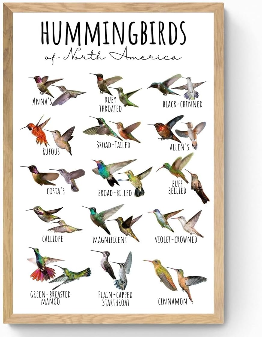 Amazon.com: Hummingbirds of North America Id Chart Birding Poster ...