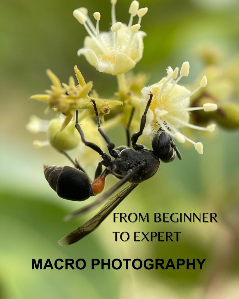 Amazon.com: Macro photography for beginners: A Beginner's Guide to ...