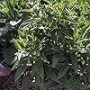 Amazon.com : Organic Comfrey Plant - Comphrey - Knitbone Plant ...