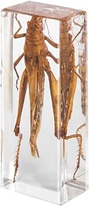Amazon.com: Insect Specimens, Bugs in Resin, Amber Taxidermy Decor, for ...