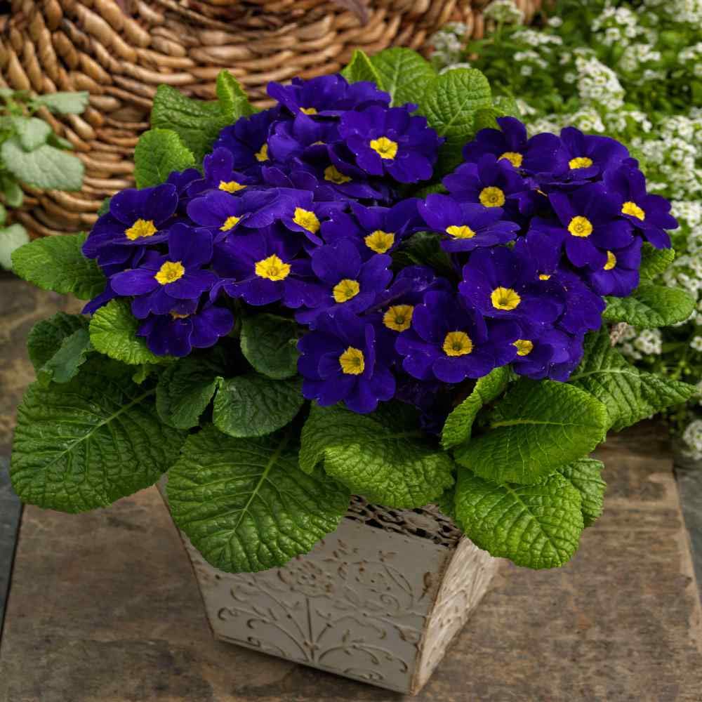 Supernova Blue Primrose