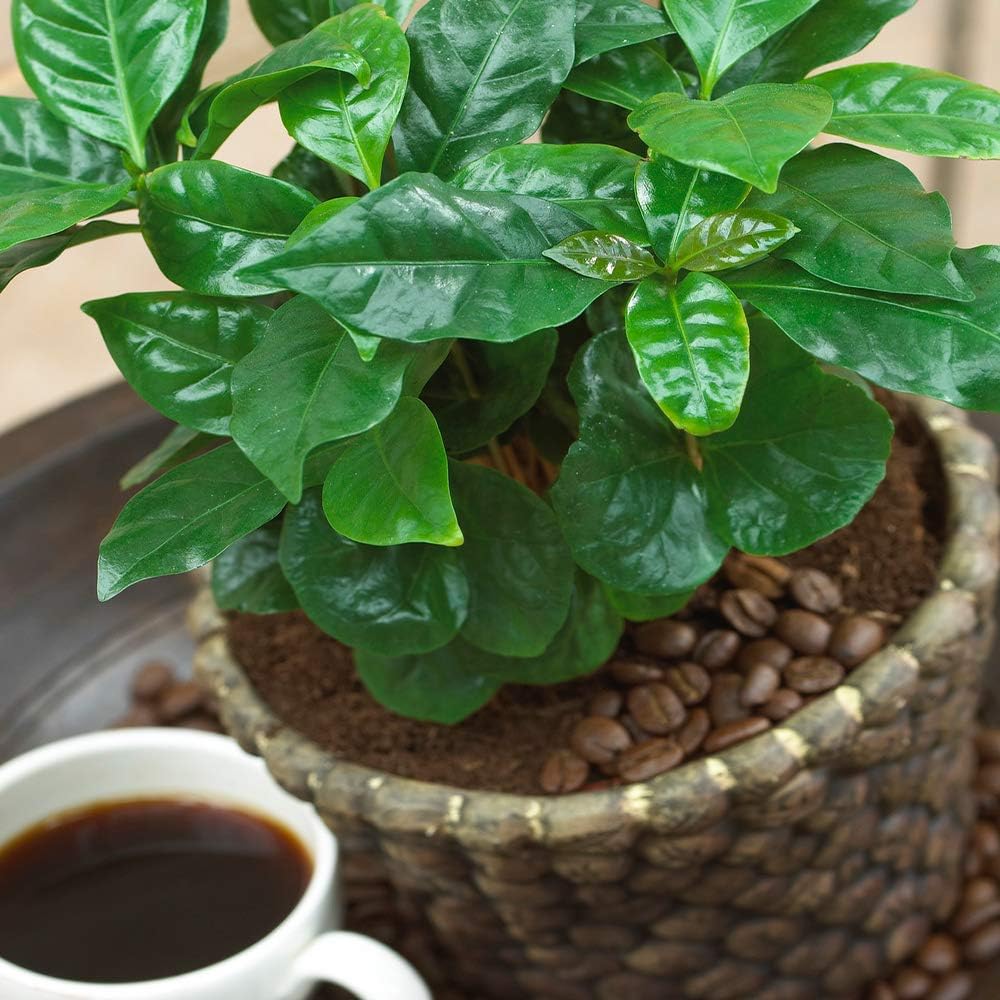 Caféier d'Arabie - plante d'intérieur facile d'entretien, Coffea ...